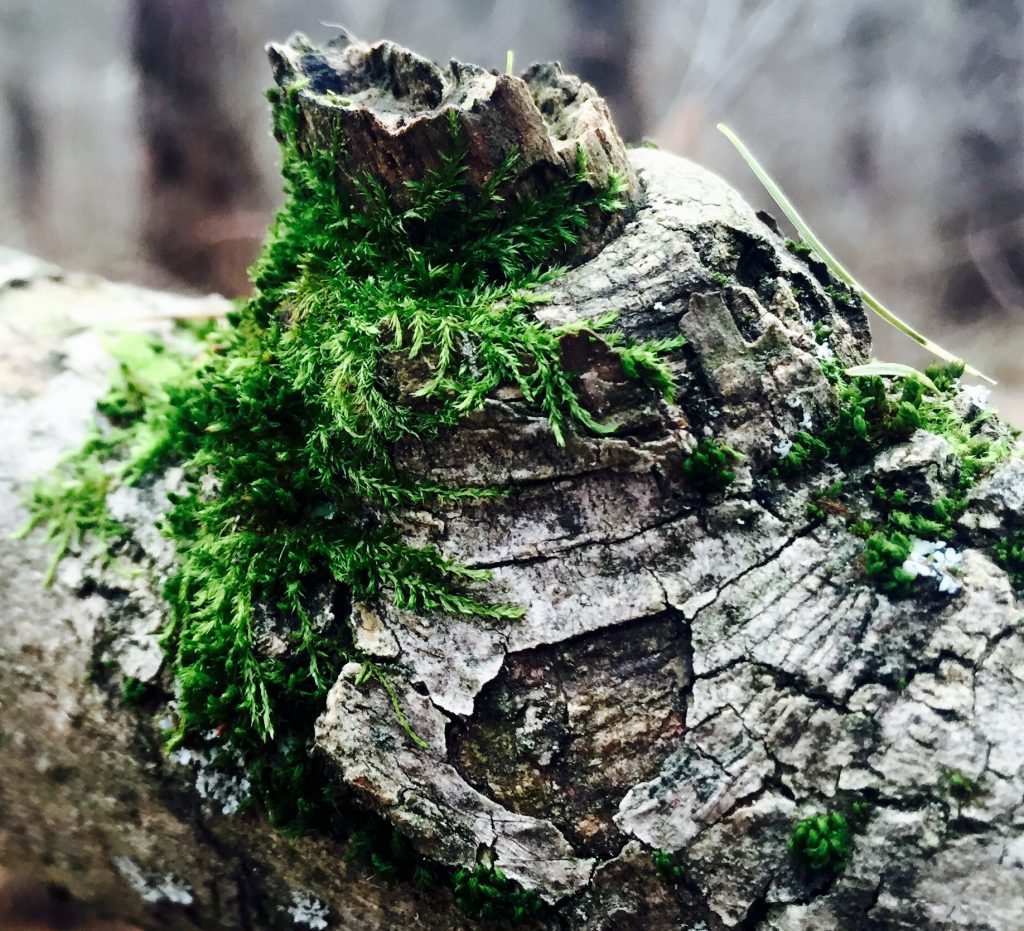 “Moss,” a poem by Michael Sandler – The Furious Gazelle